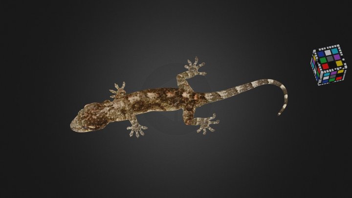 Gekko 3D models - Sketchfab