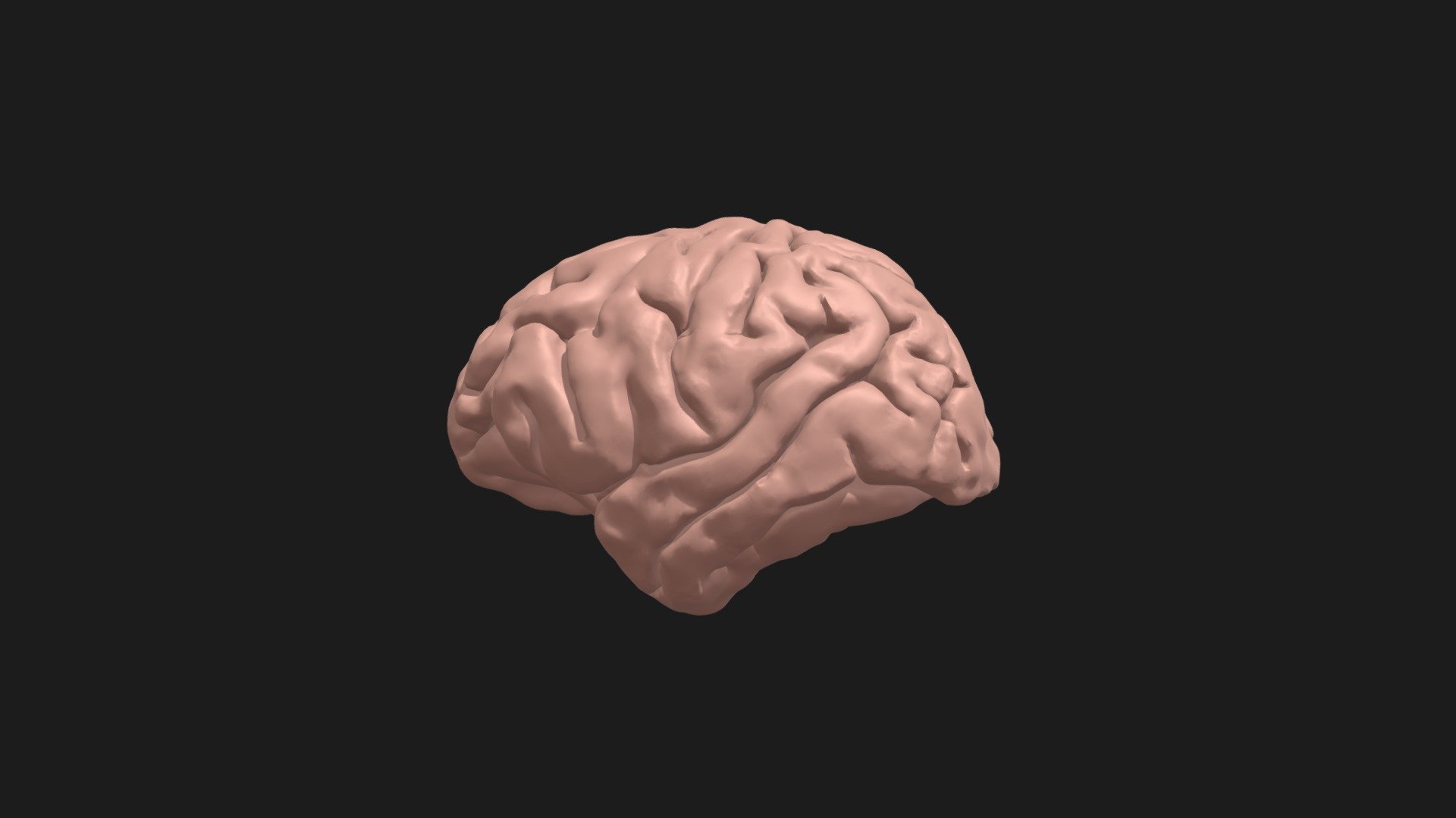 Bonobo Brain from MRI - Download Free 3D model by VISIBLE APE PROJECT ...