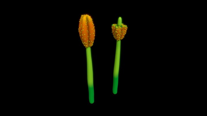 Stamen 3D models - Sketchfab