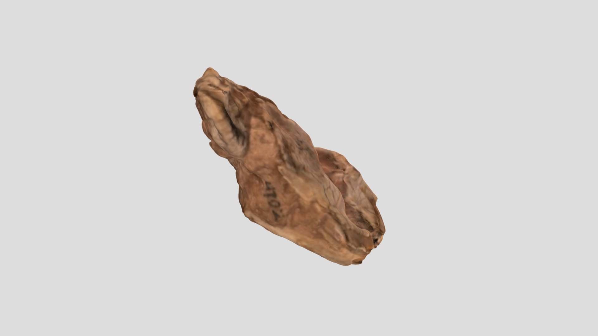 UW 4702 - Ischyromys, Skull and Jaws - Download Free 3D model by ...