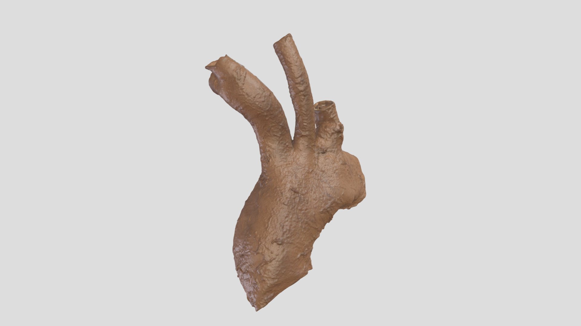 Aortic Arch - Download Free 3D model by CU Modern Human Anatomy Program ...
