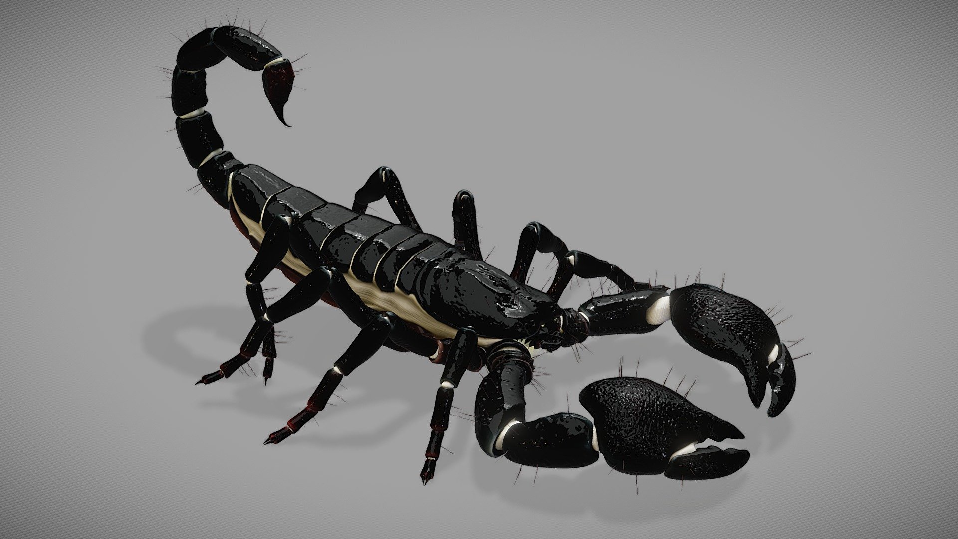 High Poly - Pandinus Imperator - 3D model by Kyan0s [f21af38] - Sketchfab