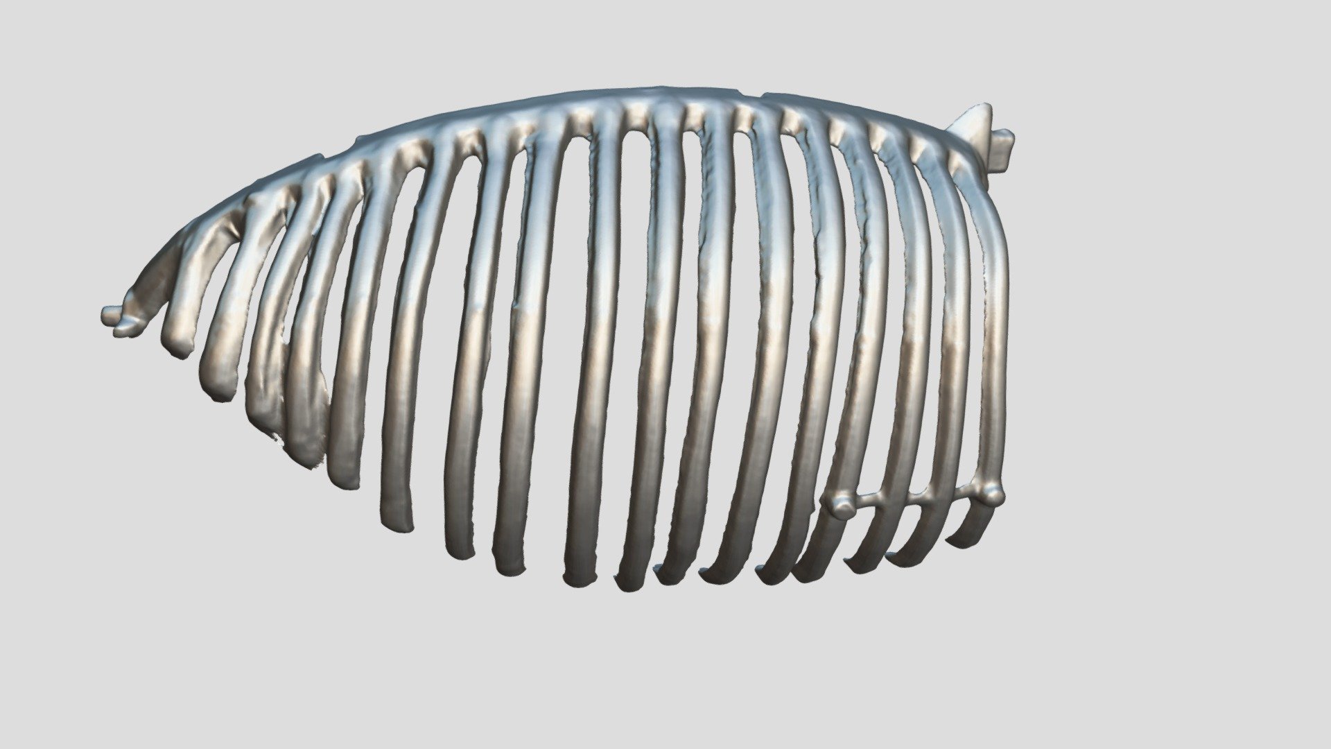 Palmer Mastodon Kit Rib Cage Right (VCU_3D_5562) - 3D model by Virtual ...