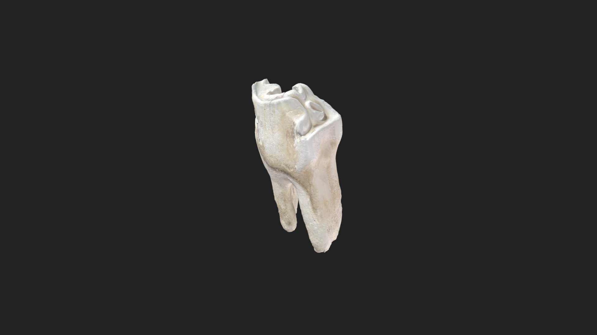 4th premolar tooth bovine lower jaw (right side) - 3D model by ...
