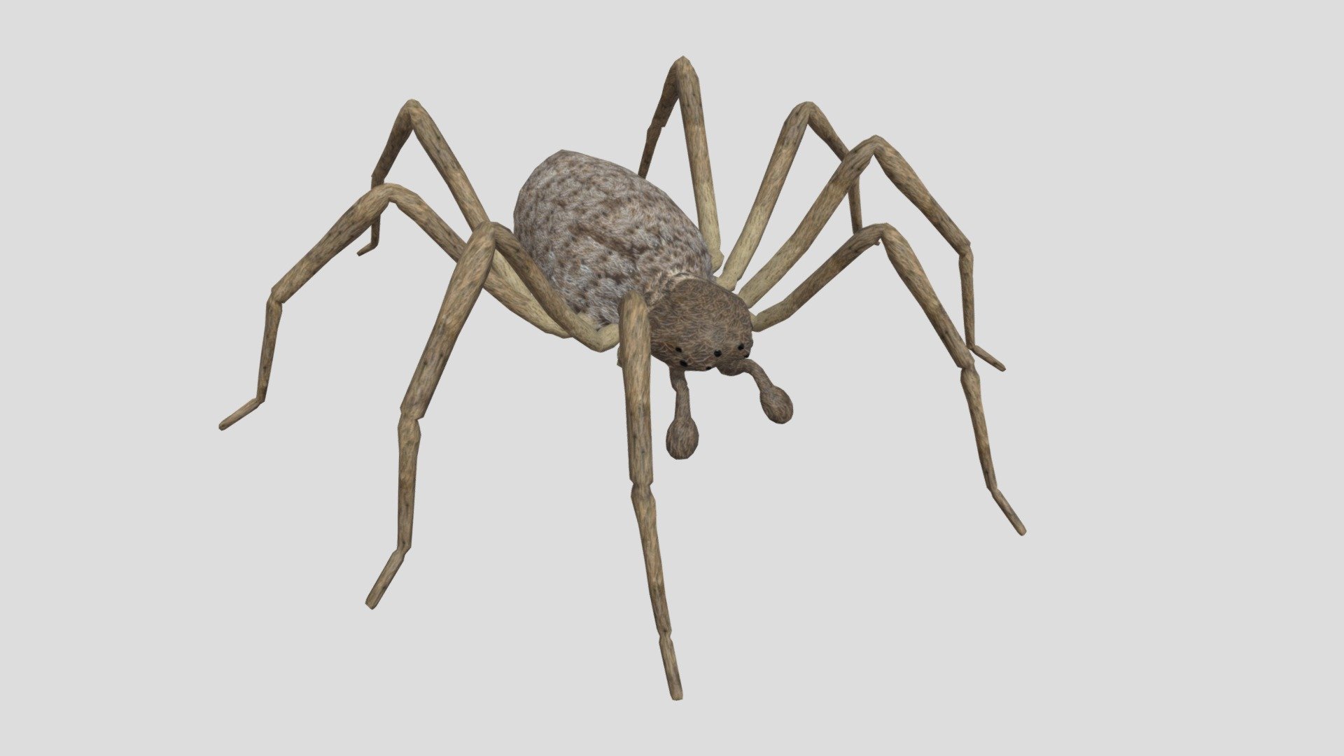 Crab Spider - Buy Royalty Free 3D model by rmilushev [f2207c0 ...
