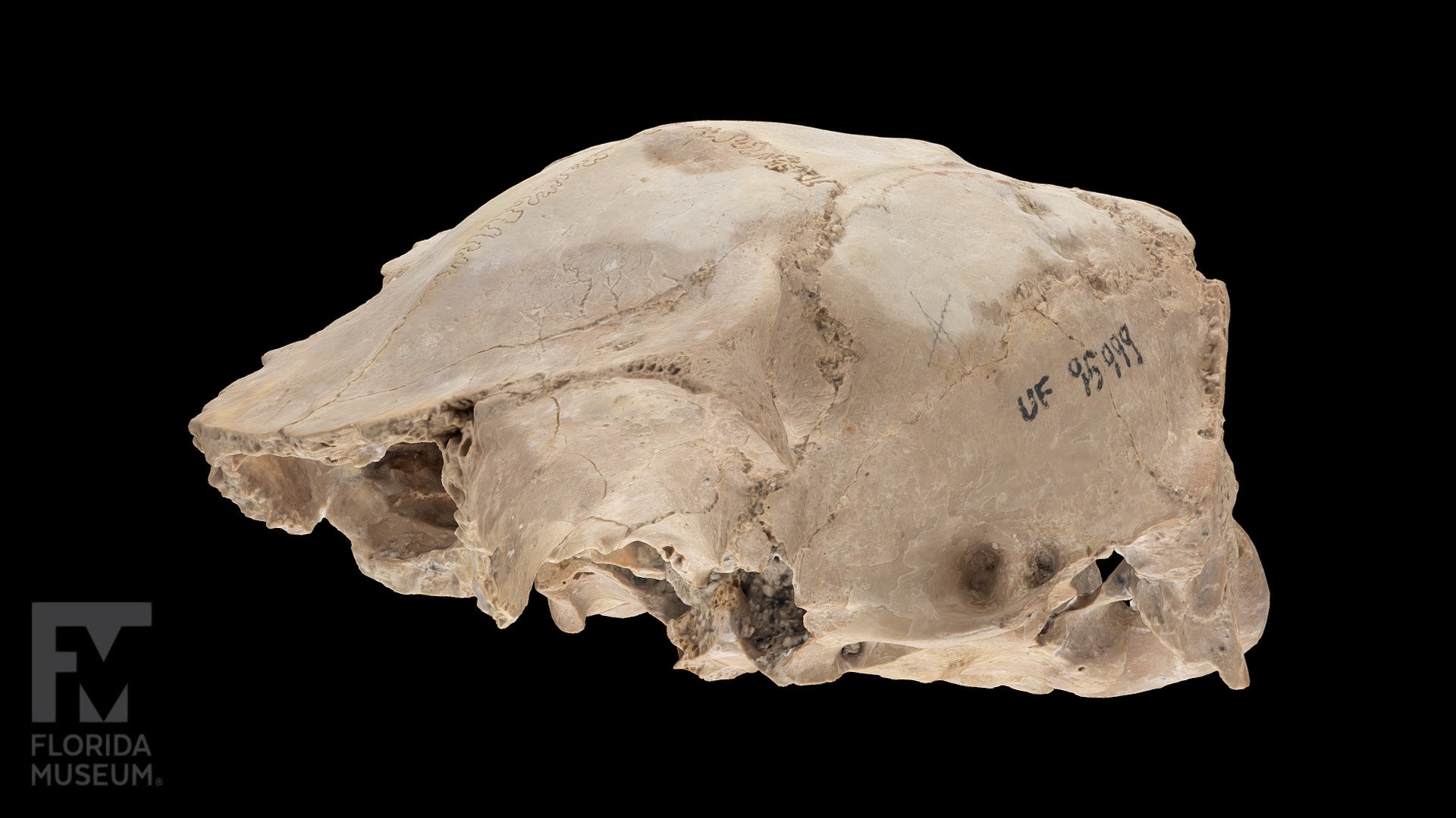 Fossil Primitive White-tailed Deer - 3D model by FloridaMuseum [f2207c3 ...