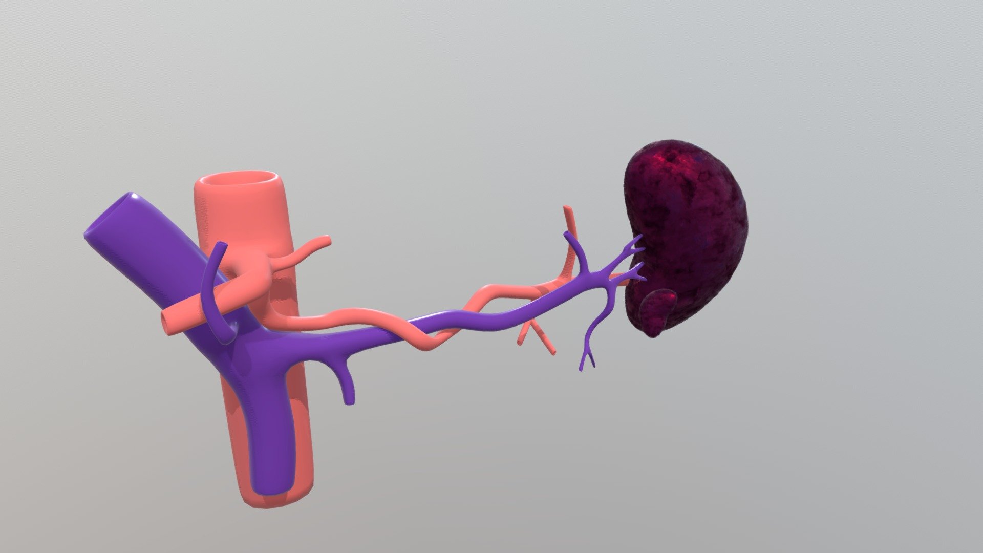 Spleen - Download Free 3D model by spencerwimmer87 [f228610] - Sketchfab