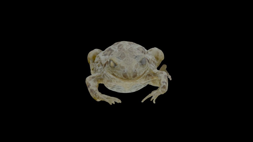 Spadefoot Toad OUM - 3D model by custardo [f229cbf] - Sketchfab