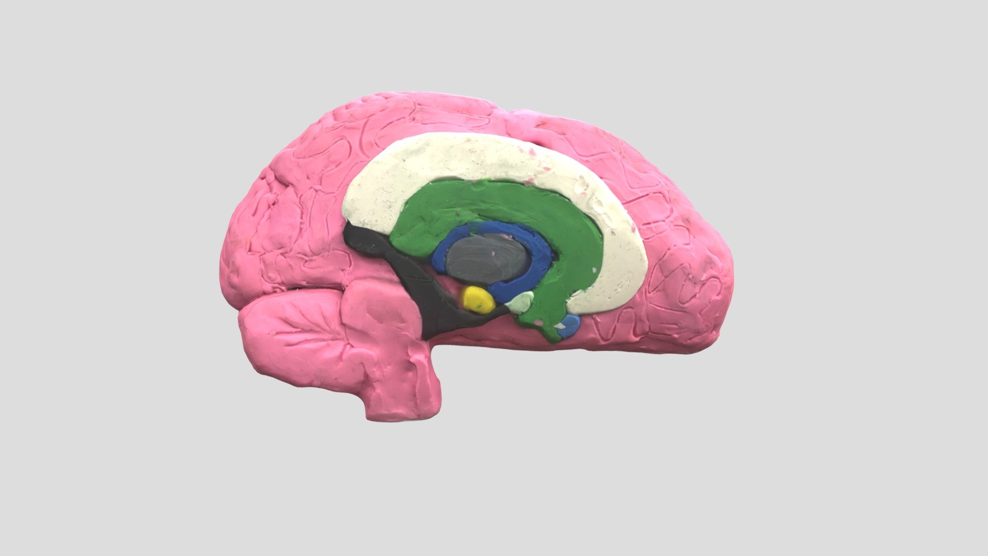 Limbic system - 3D model by lucas.marin [f22b185] - Sketchfab