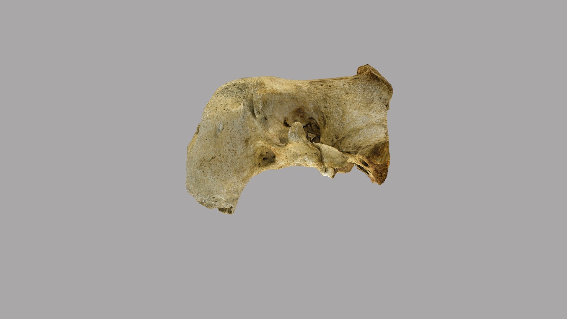 Walrus cranium (male) - 3D model by 4-OCEANS Virtual Reference ...