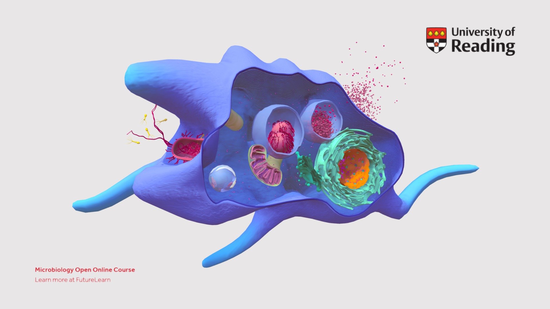 Interactive 1: Microbes in action - 3D model by ...