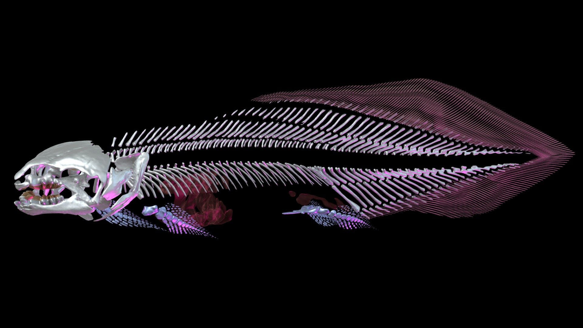 Neoceratodus (lungfish) Reconstruction - 3D model by Evans EvoMorph Lab ...