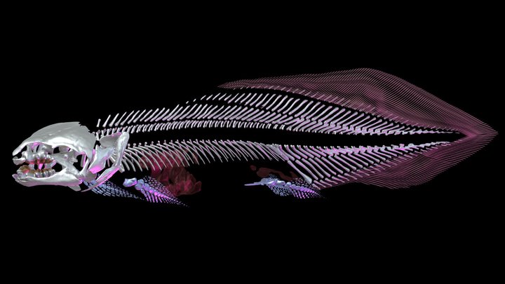 Lungfish 3D models - Sketchfab