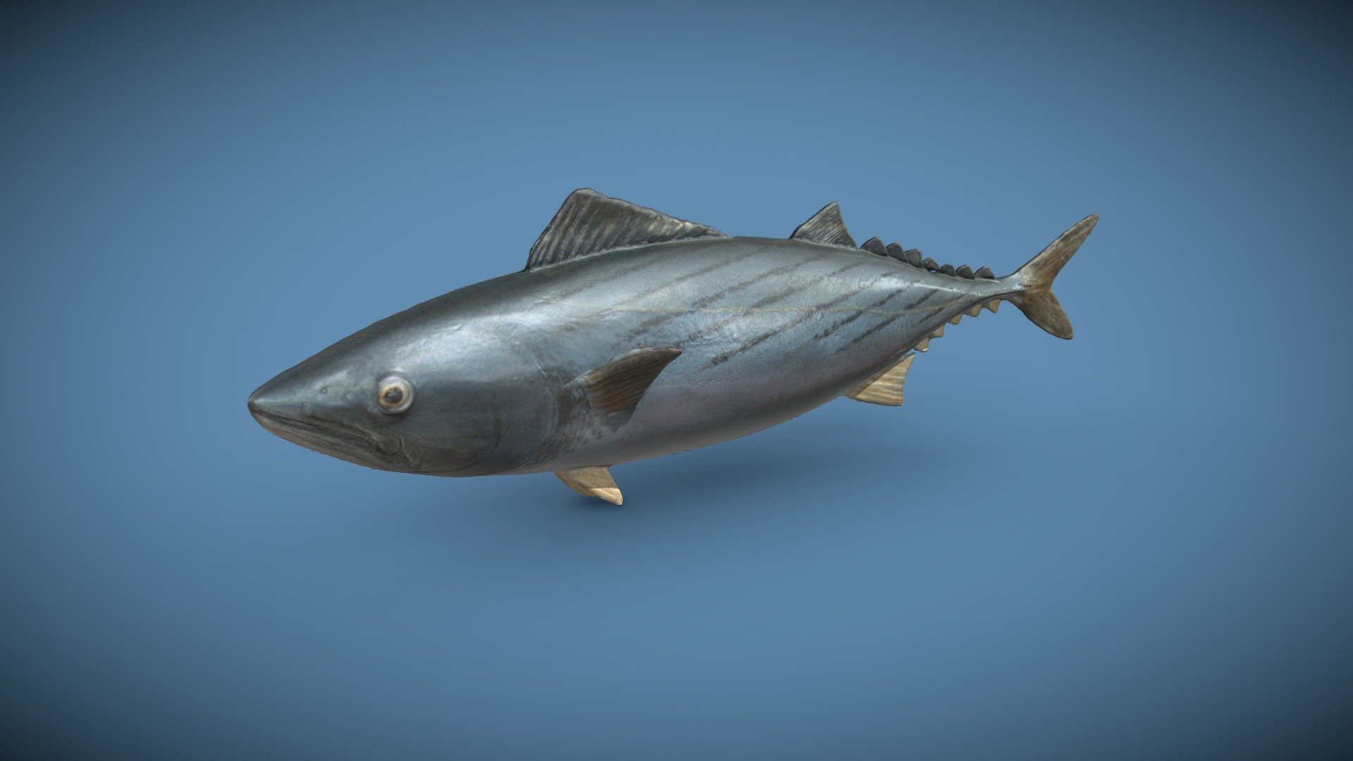 Паламудът (Sarda sarda) - 3D model by Archive RO_BG (@goshes) [f2530f6 ...