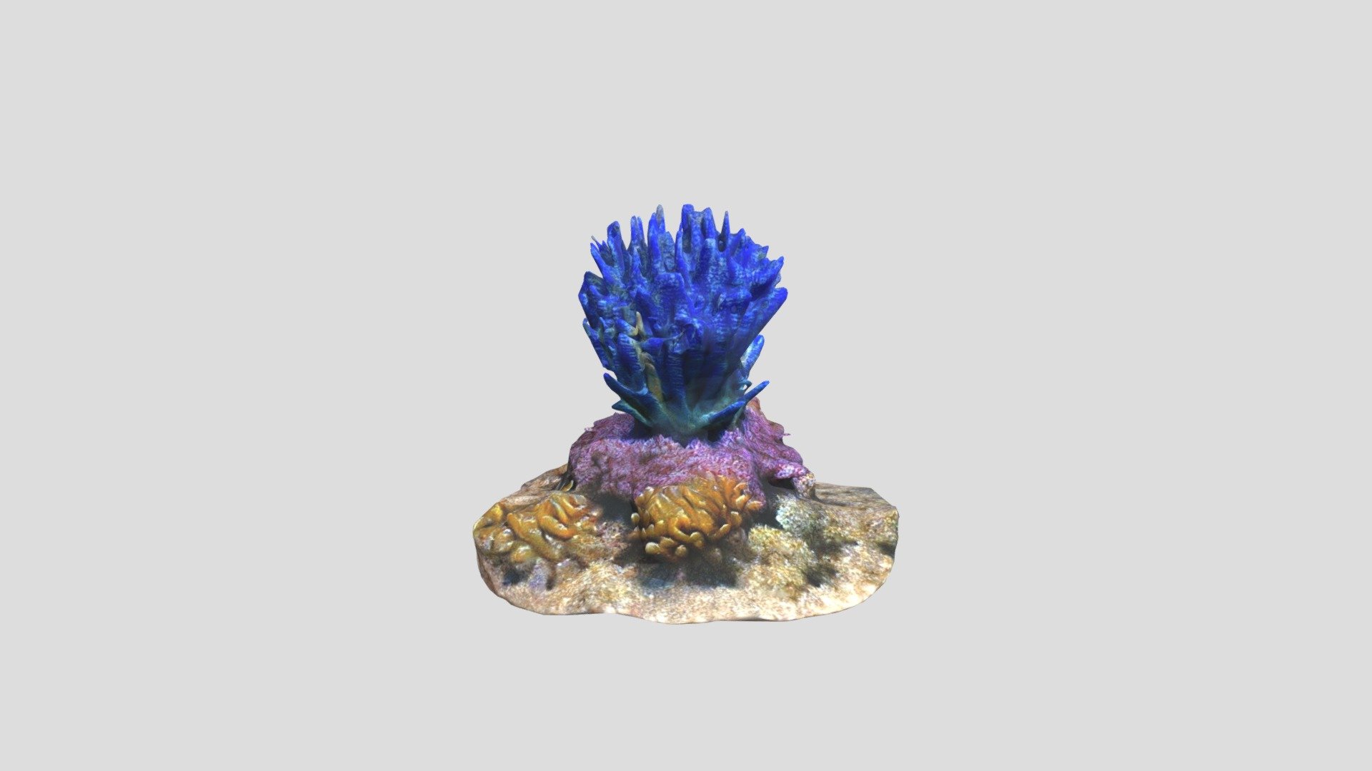 Blue Sea Anemone L - Download Free 3D model by stefanorivera [f2542a8 ...