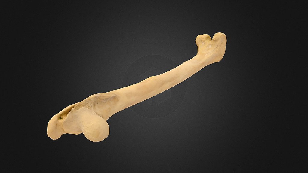 Hare Wallaby Right Femur - 3D model by Adddy [f254e19] - Sketchfab