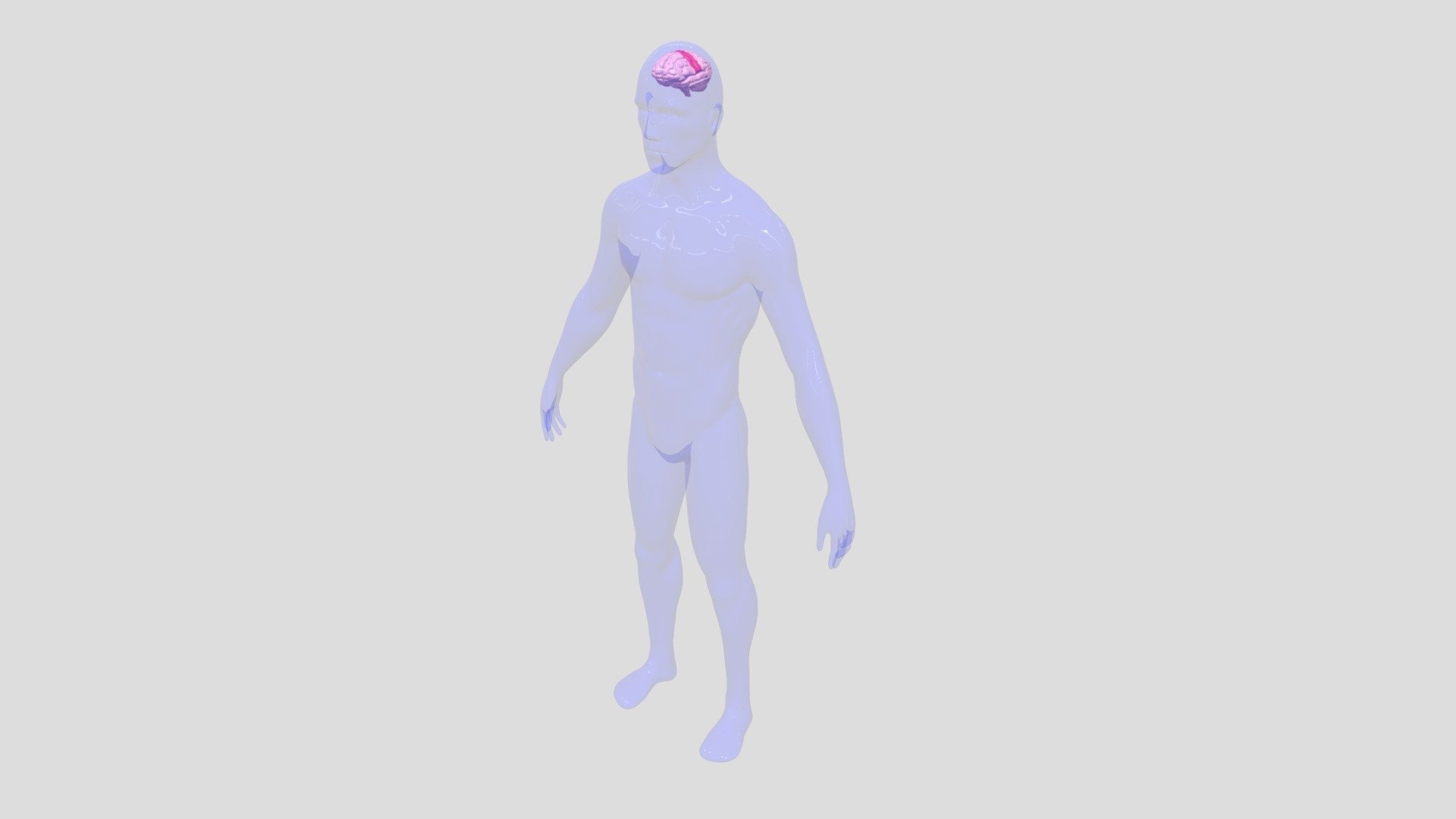 Human Shell With Brain - Download Free 3D model by abdulgidado [f254e41 ...