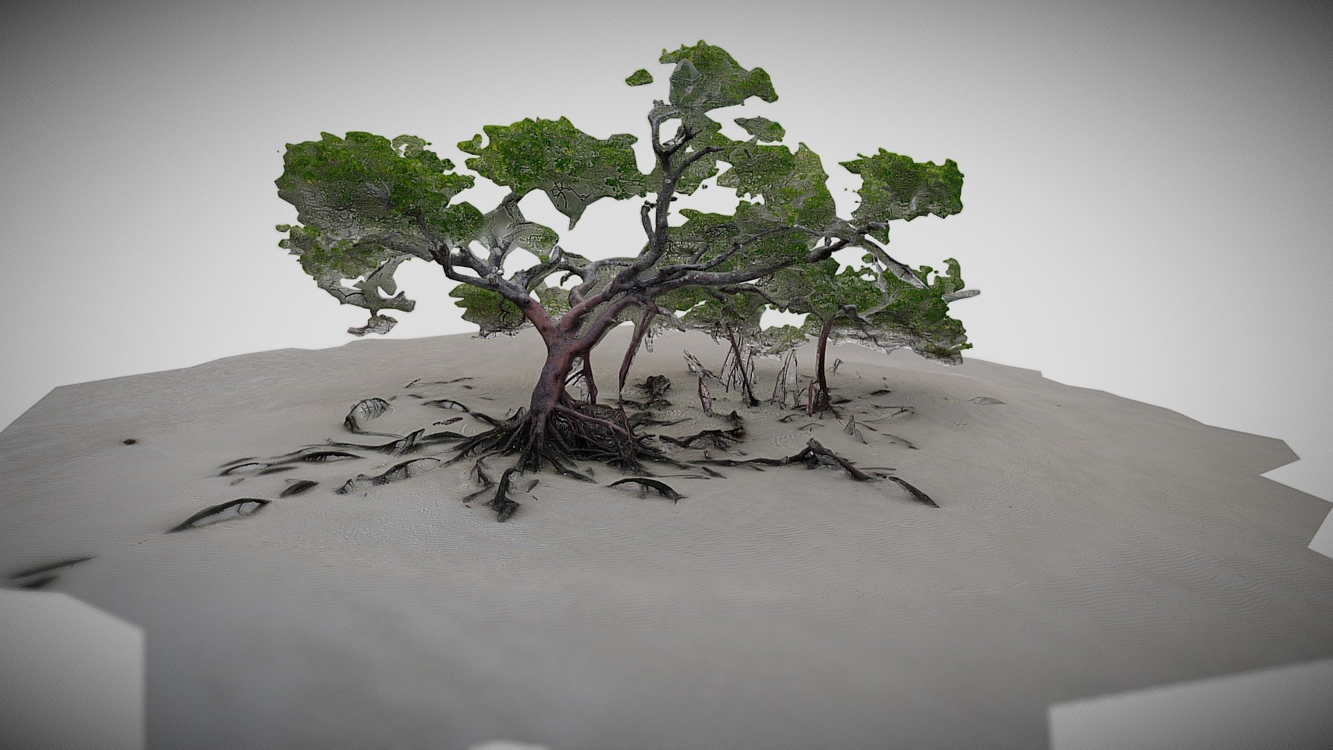 Mangrove test - 3D model by PHORIA XR STUDIO (@scann3d) [f25733b ...
