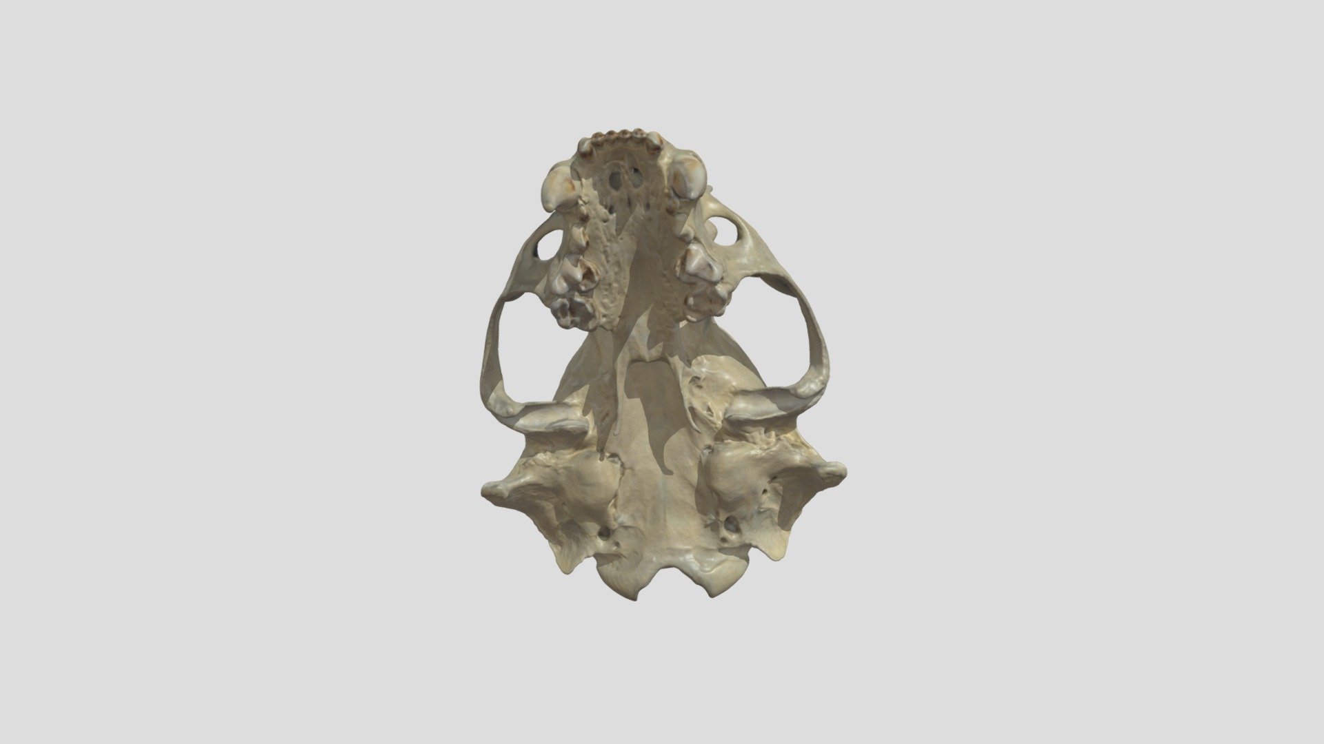 Aonyx congicus - 3D model by THORproject [f258d4b] - Sketchfab