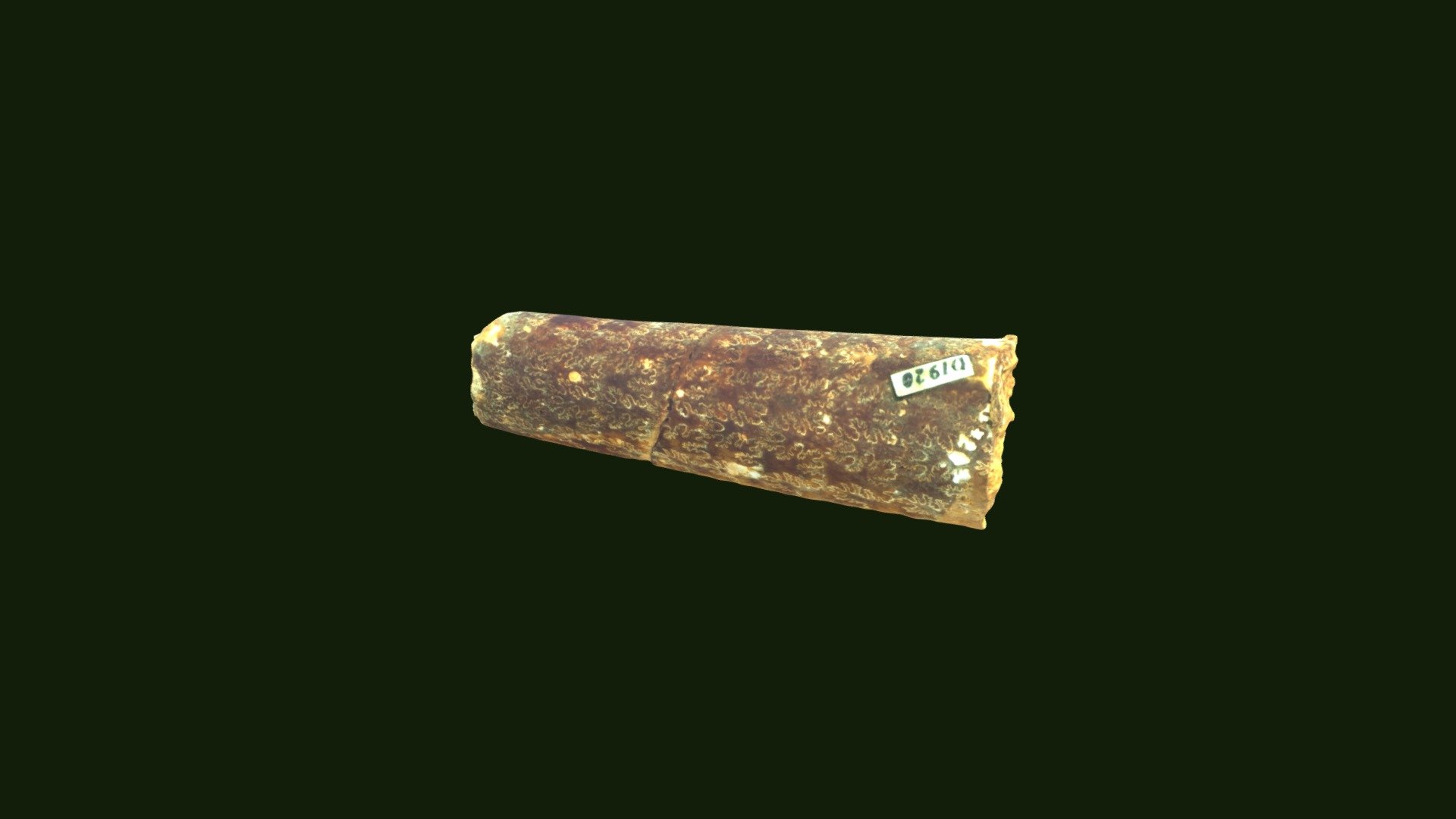 Baculites gregoryensis D1920-2 Niobrara Cnty, WY - Buy Royalty Free 3D ...