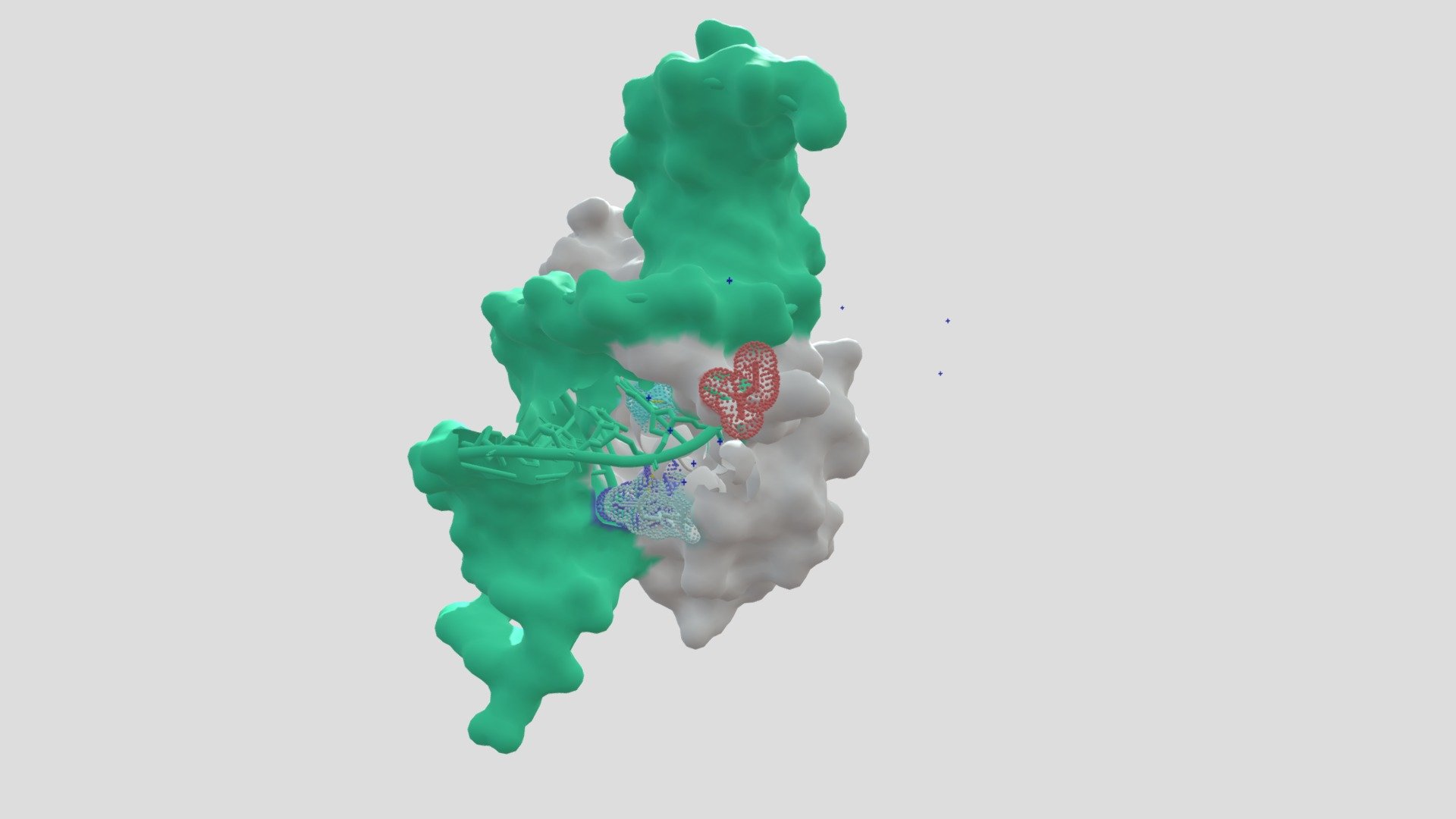 Structure of CDX2 Transcription Factor in Humans - 3D model by cdun0046 ...