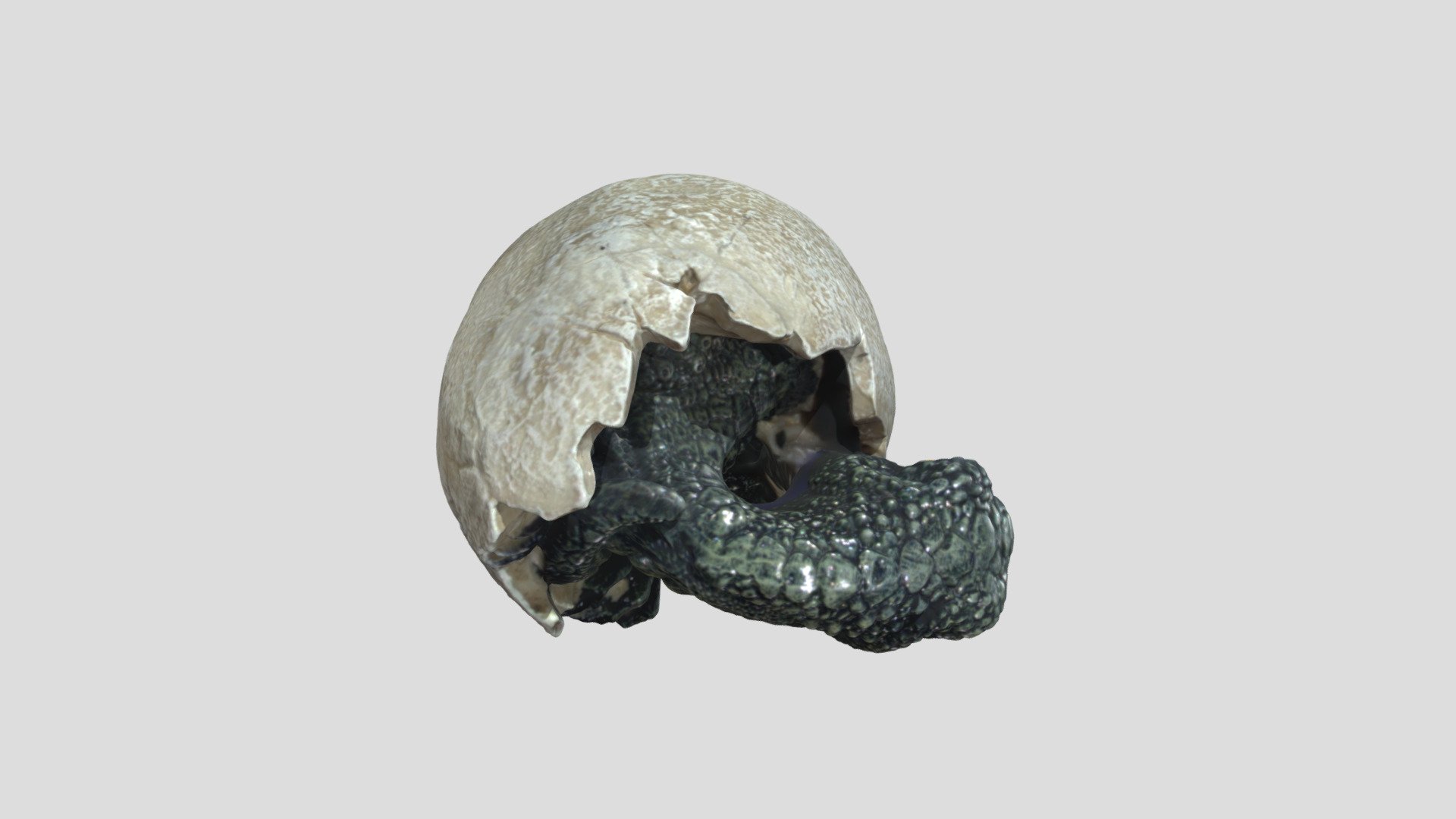 Hatching Dinosaur Egg - 3D model by Aberdeen City Libraries ...
