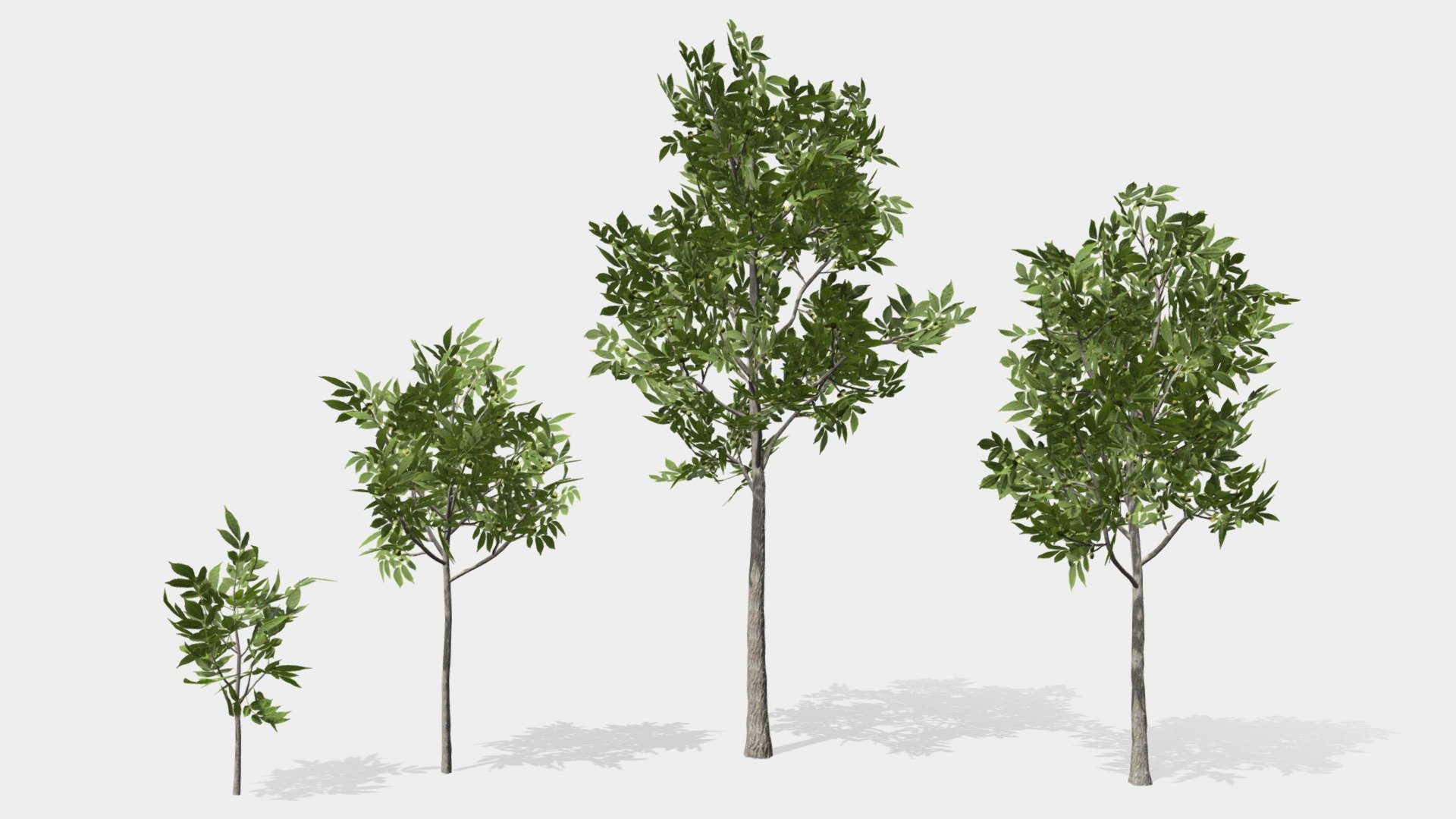 Shagbark Hickory saplings and small trees - Buy Royalty Free 3D model ...