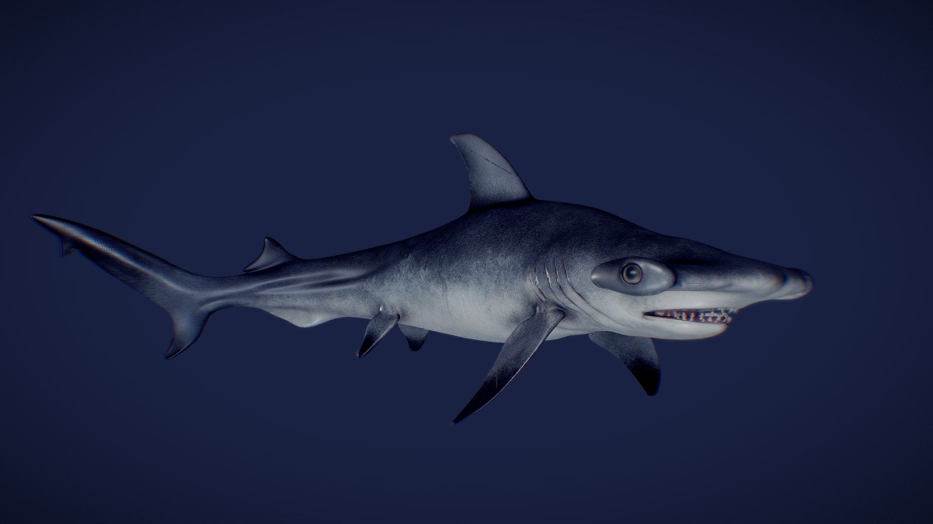 Hammerhead Shark - 3D model by Zyleck [f26c18e] - Sketchfab