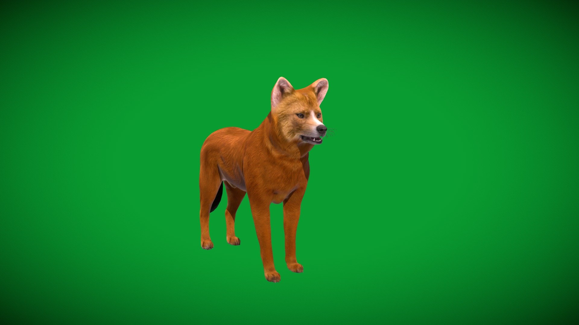 Asian Dhole Wild Red Dog - 3D model by Nyilonelycompany [f26d226] - Sketchfab