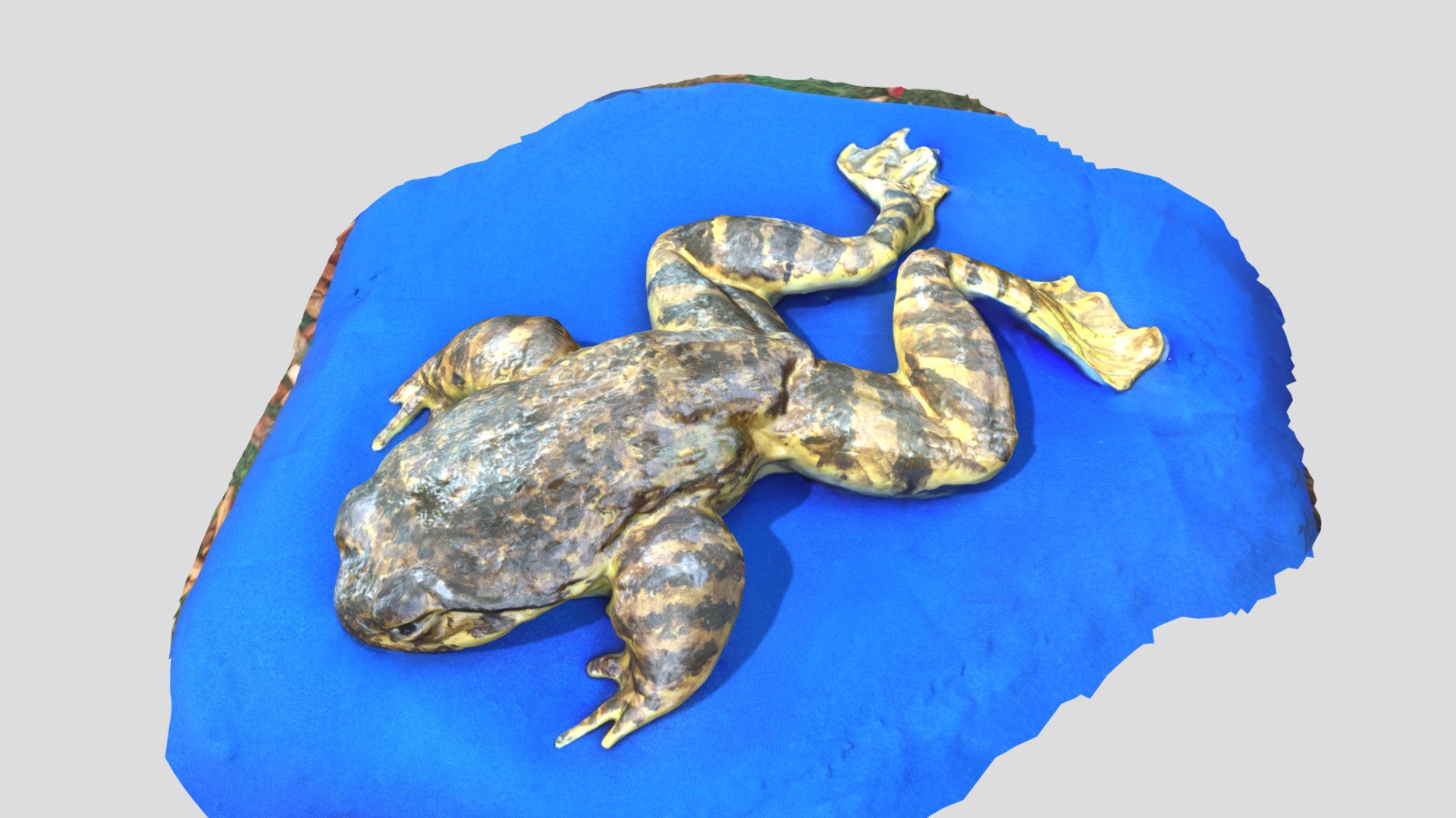 Rana spinosa - Download Free 3D model by Alex Griswold (@griswold ...