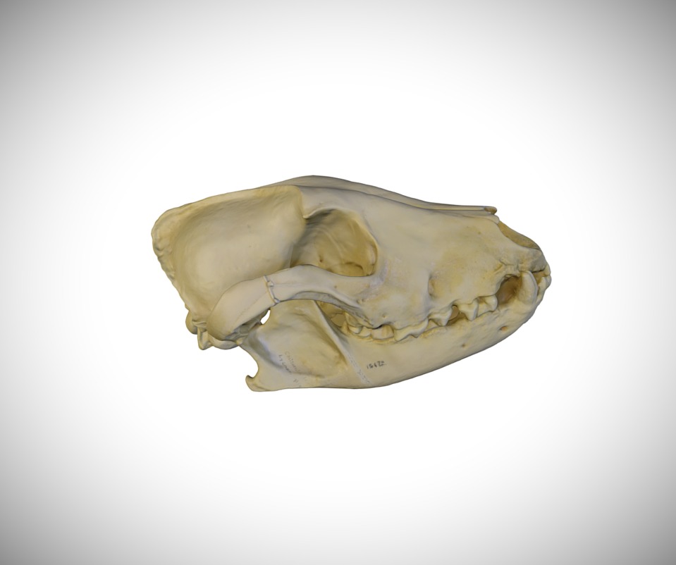 African wild dog / CAS:MAM:15672 - 3D model by California Academy of ...