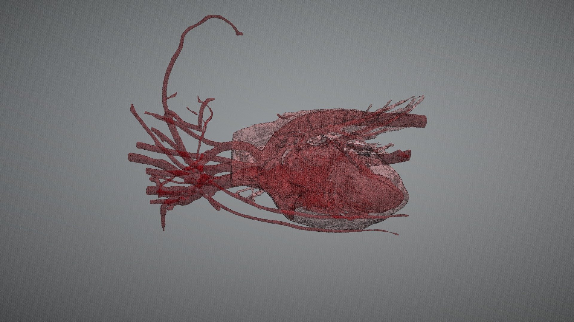 Canine heart - muscle tissue and blood volume - 3D model by Pixelbeaker ...