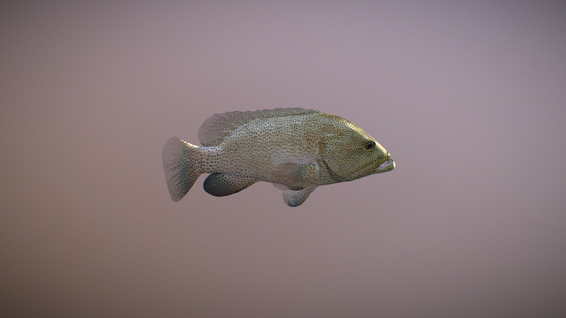 Cephalopolis-cruentata - 3D model by CONABIO [f27240c] - Sketchfab