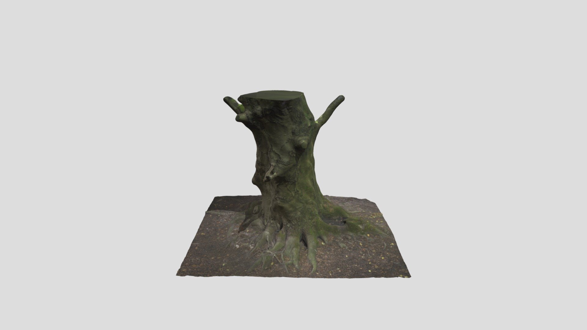 Old tree from forest in Amsterdam Netherlands - Download Free 3D model ...