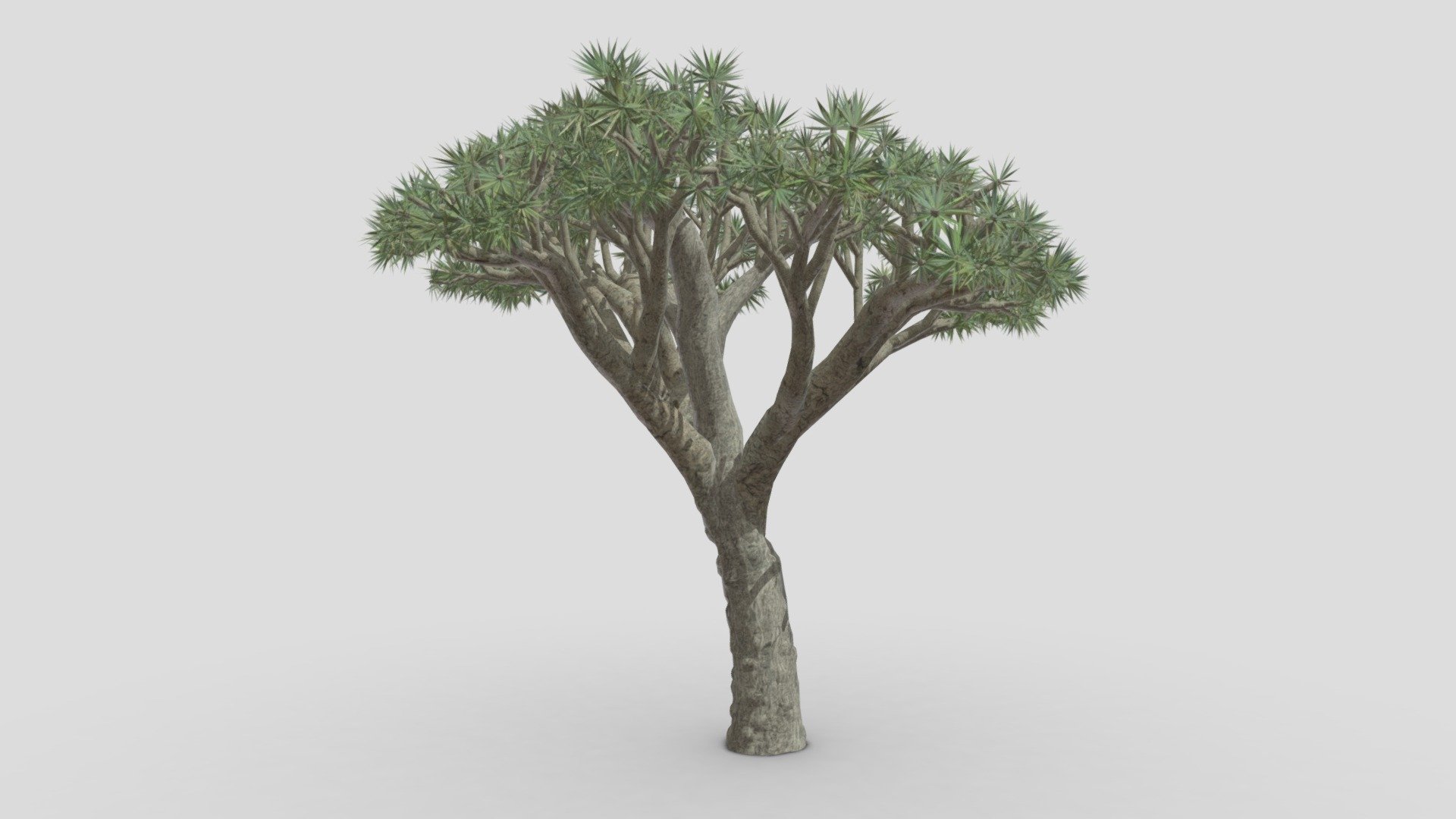 Dracaena Hero- 09 - 3D model by ASMA3D [f284d73] - Sketchfab