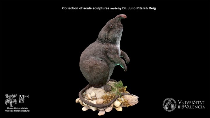 Talpidae 3D models - Sketchfab