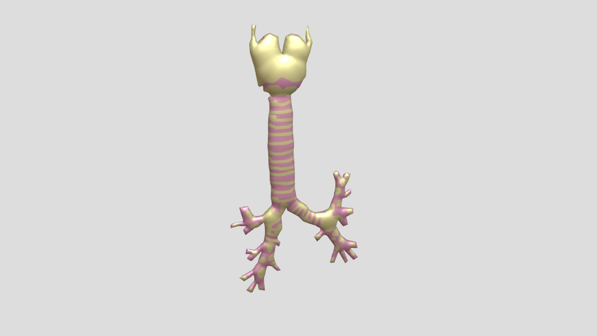 Trakea lucu - 3D model by awalianzilni [f28652d] - Sketchfab