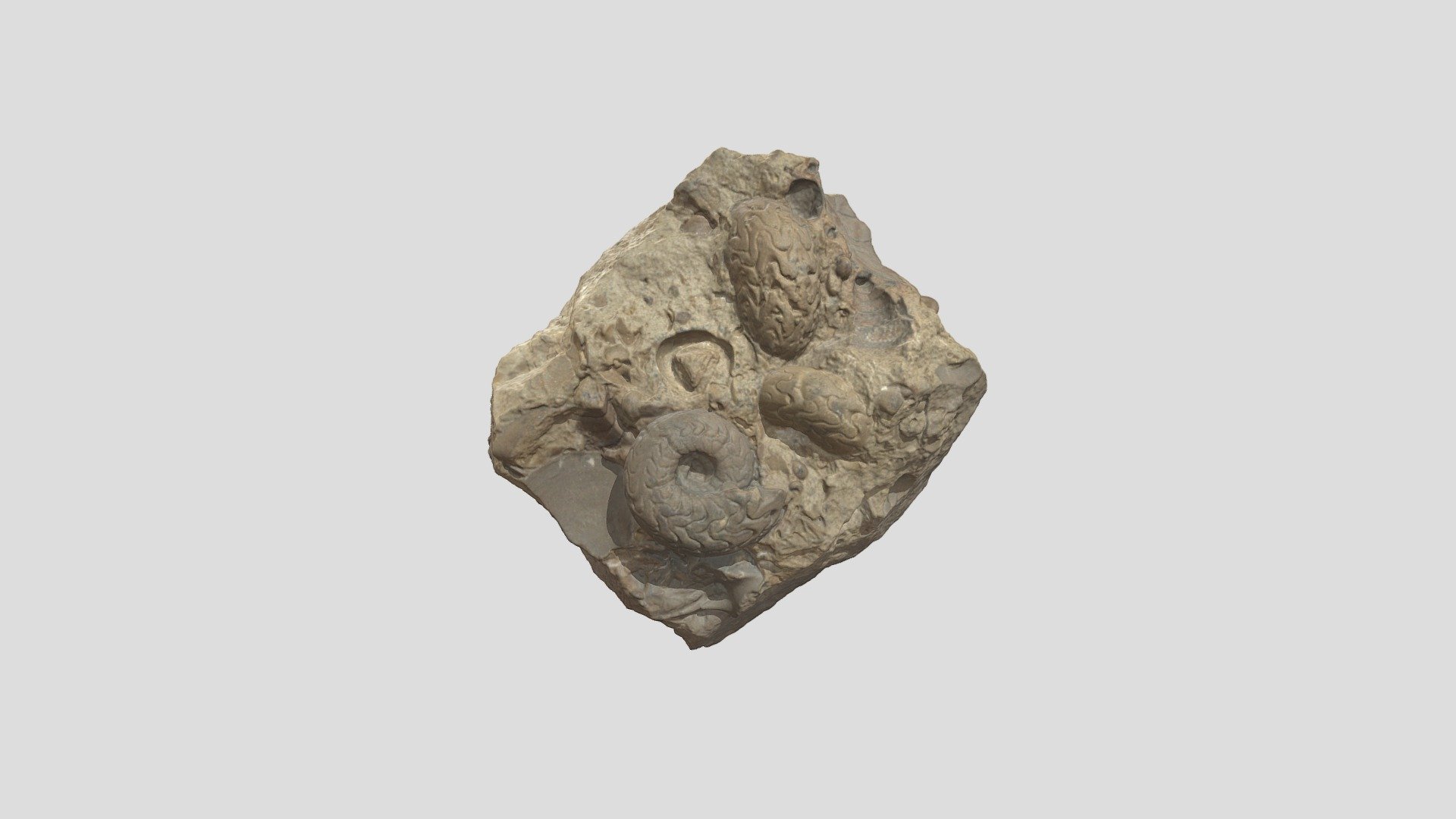 Ammonoid Cluster - 3D model by UIPaleoRepository [f28d2ea] - Sketchfab