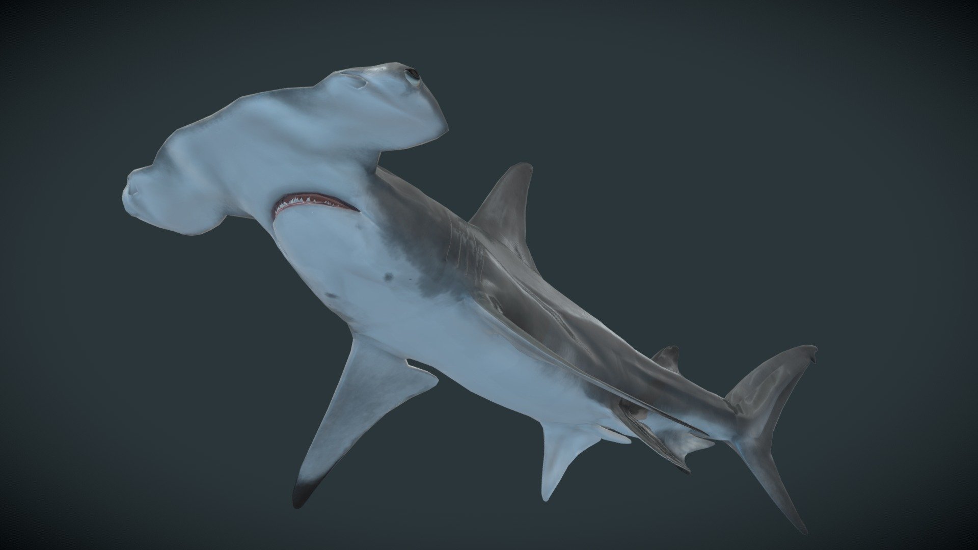 Great hammerhead - 3D model by Major (@majorgalah) [f28ebf8] - Sketchfab