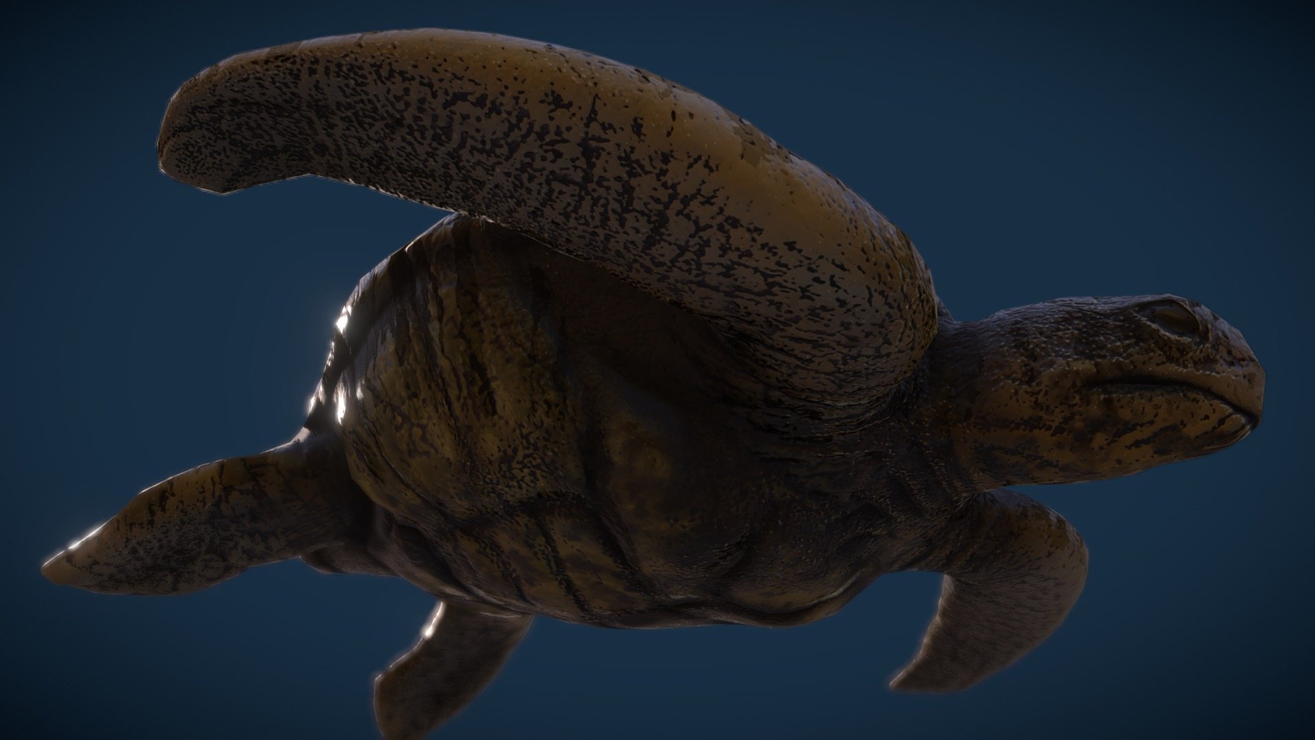 Sea Turtle - Download Free 3D model by pearrabi [f29a517] - Sketchfab