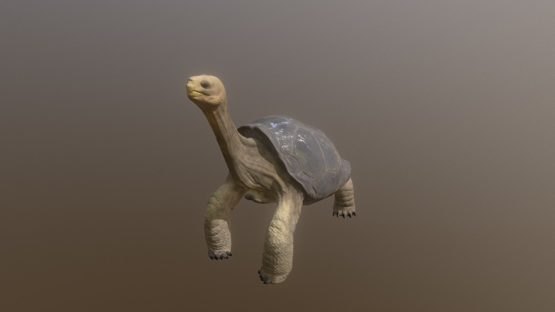 Tortuga Galapagos - 3D model by Wawa Technologies (@adrianator ...