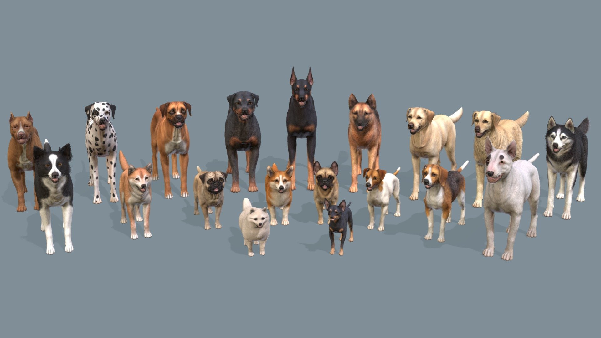 Dogs Big Pack v2 - Buy Royalty Free 3D model by RedDeer (@billl90) [f2a0fbe] - Sketchfab Store