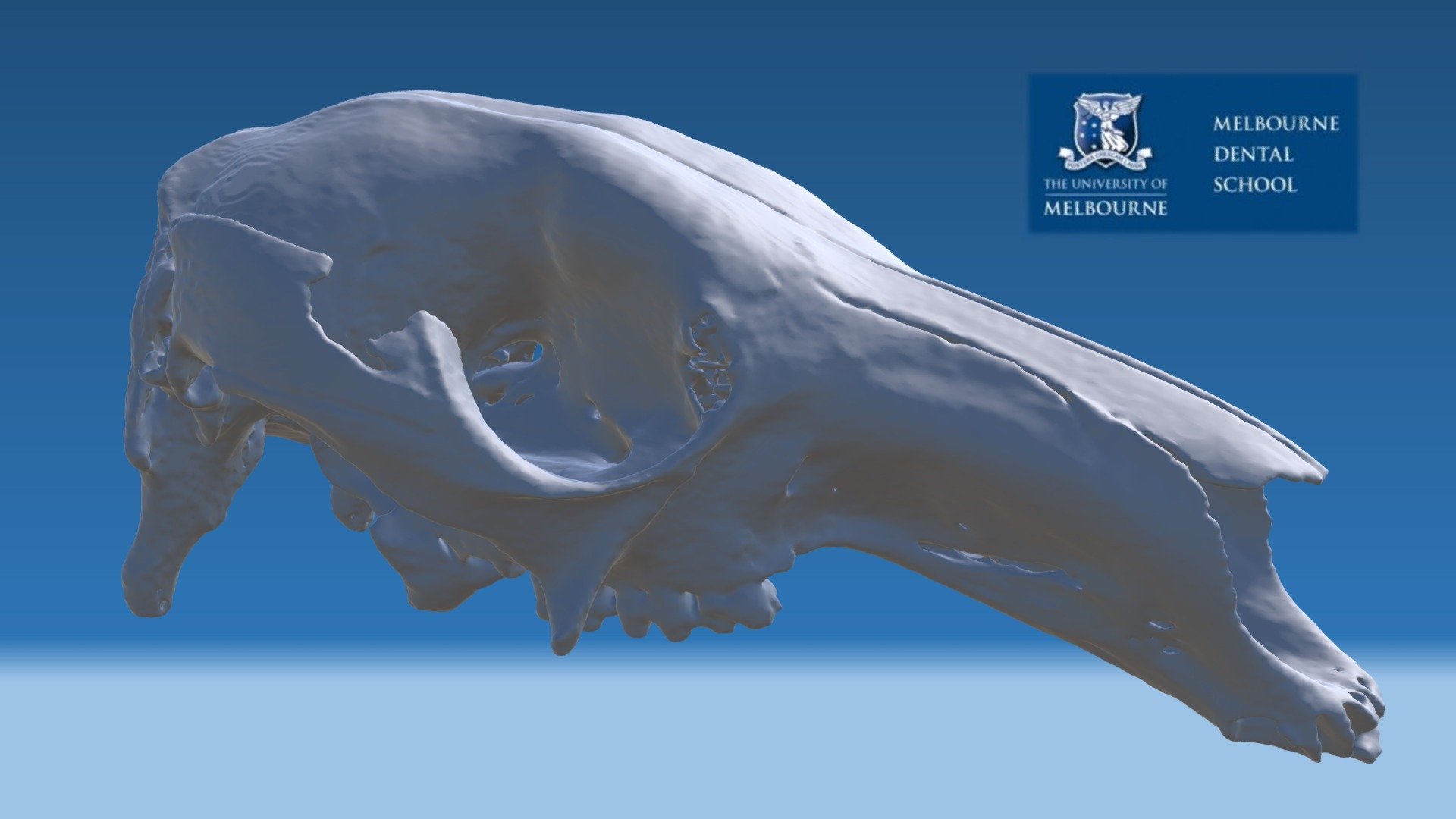 Kangaroo Skull (8) - 3D model by Melbourne Dental School ...