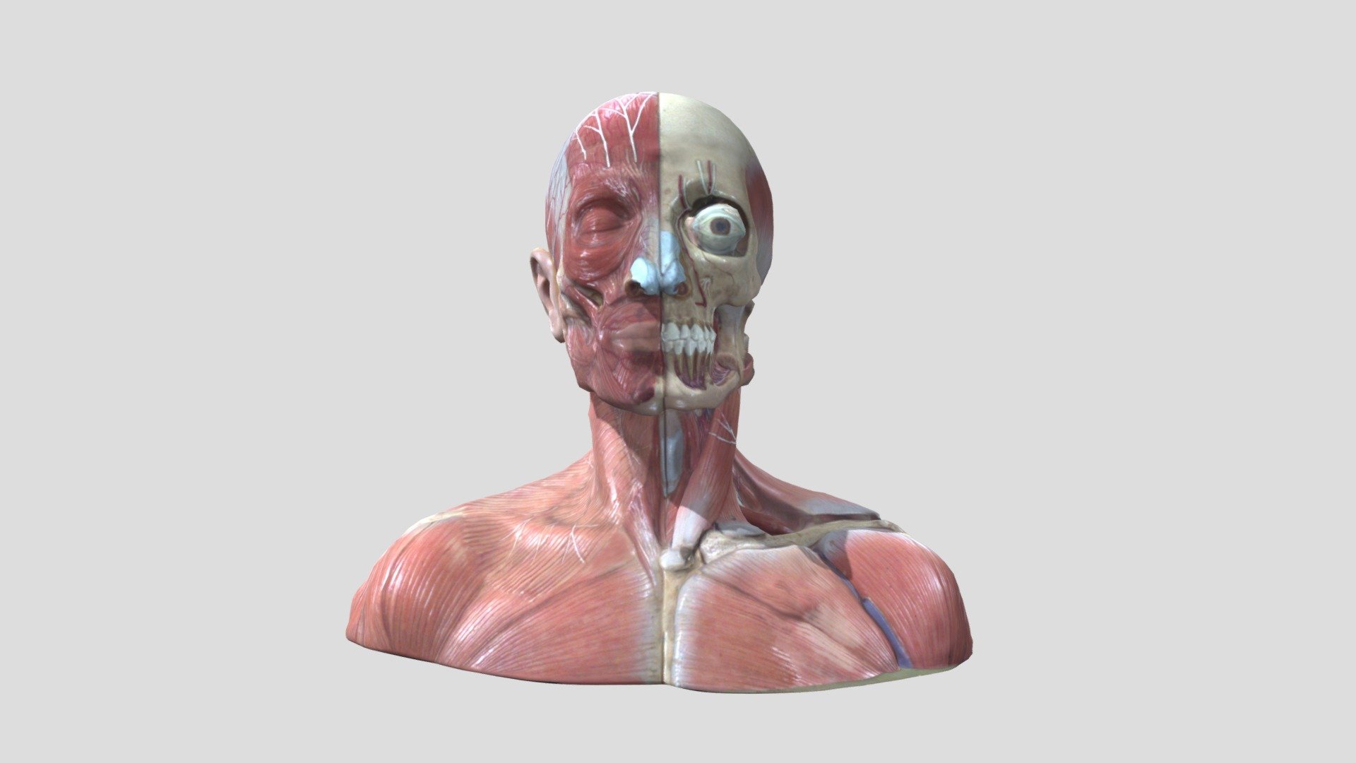 Upper Body Human Muscles - 3D model by IMU University (@elearning.imu ...
