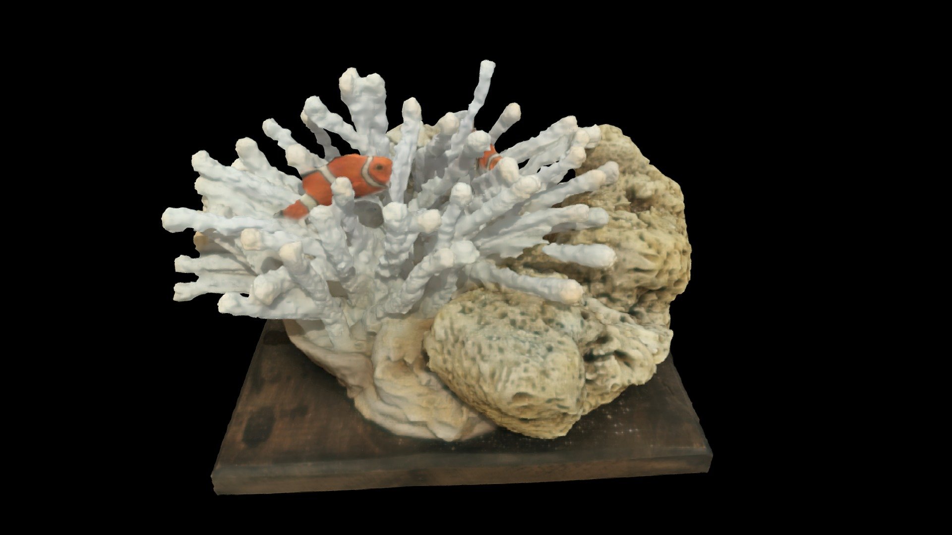 Актиния и рыбы-клоуны | Sea anemone - 3D model by darwinmuseum.ru ...