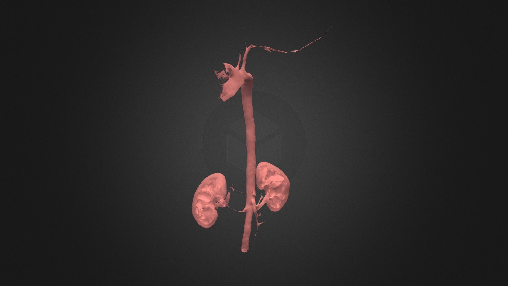 CTA Cardio_ Modelssegmentation - 3D model by JacintoC. (@jcarr418 ...