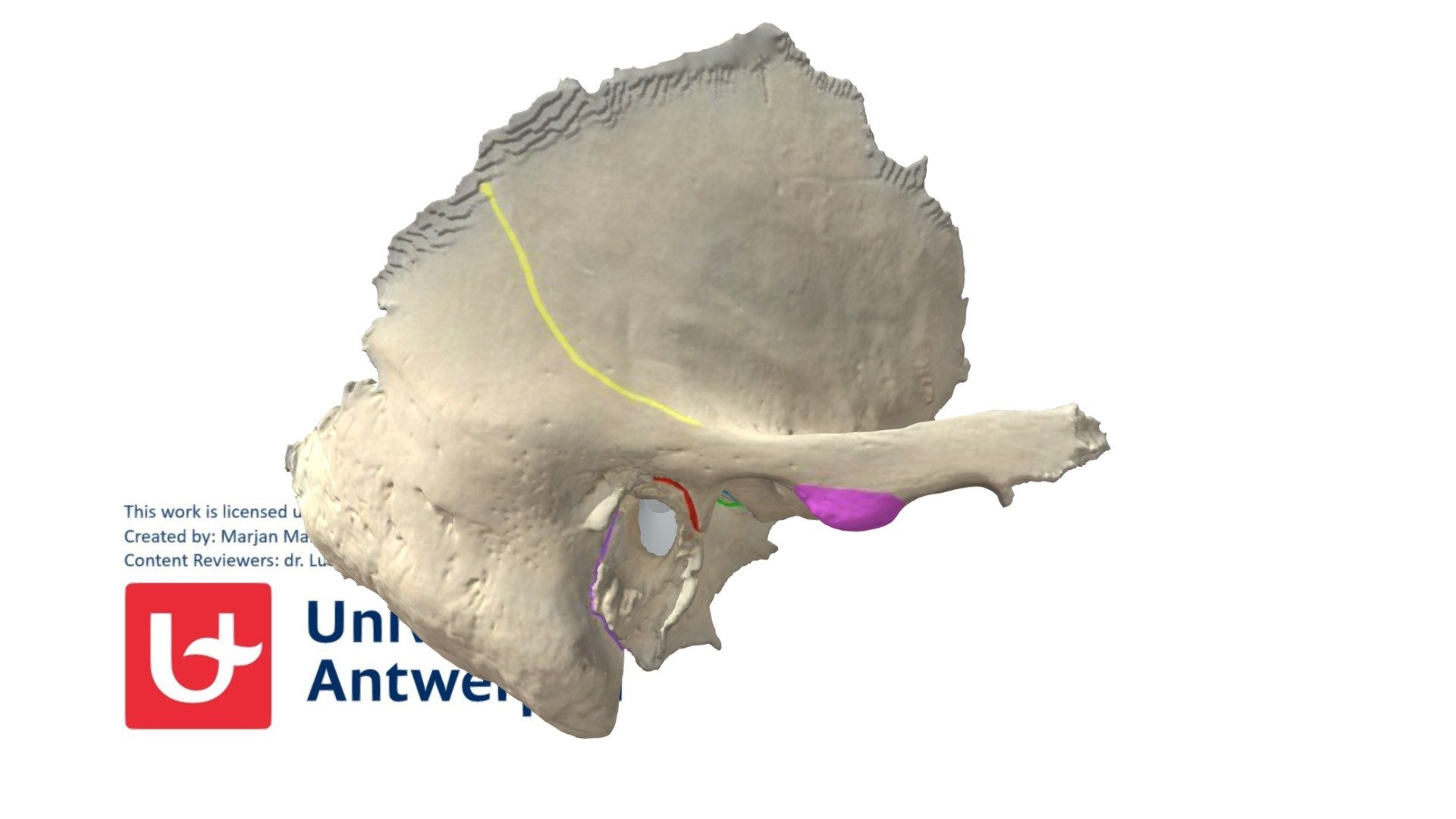 Os Temporale pars squamosa - 3D model by Universiteit Antwerpen ...