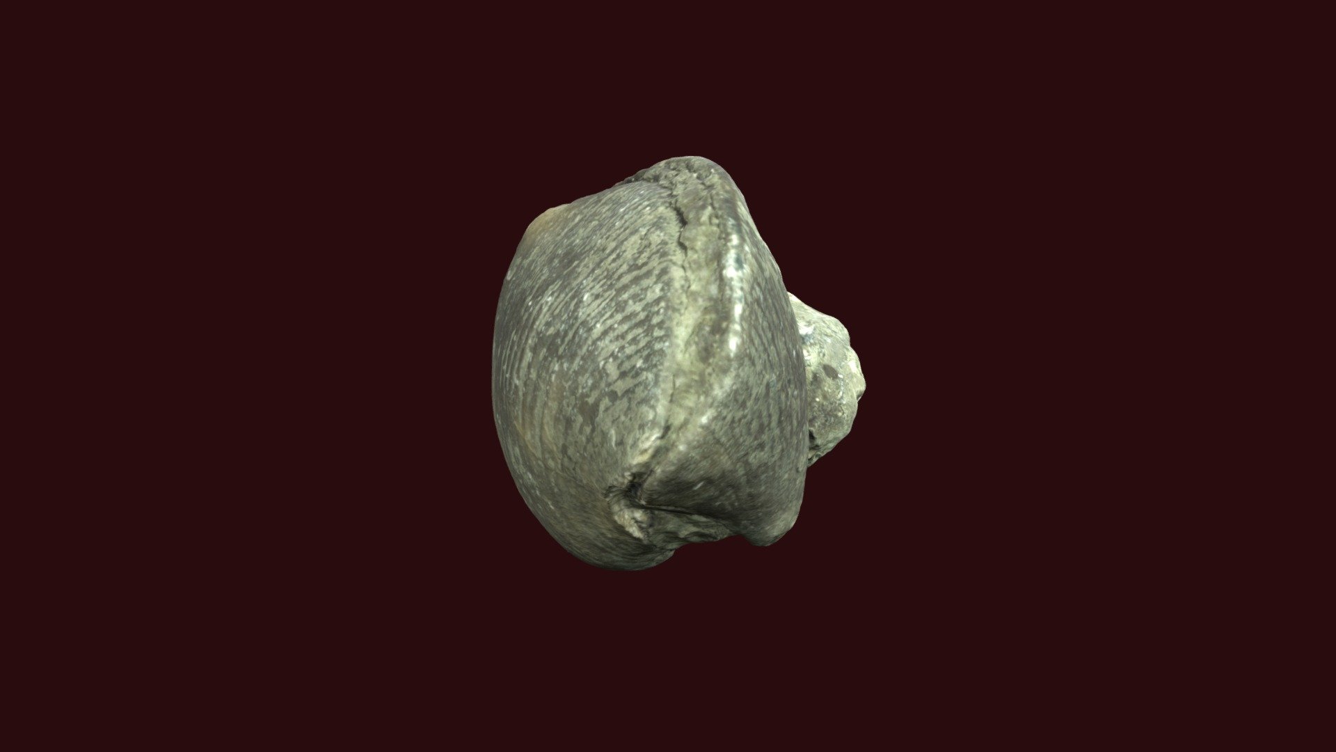Hebertella cf. occidentalis (Brachiopod) - 3D model by Shellie Luallin ...