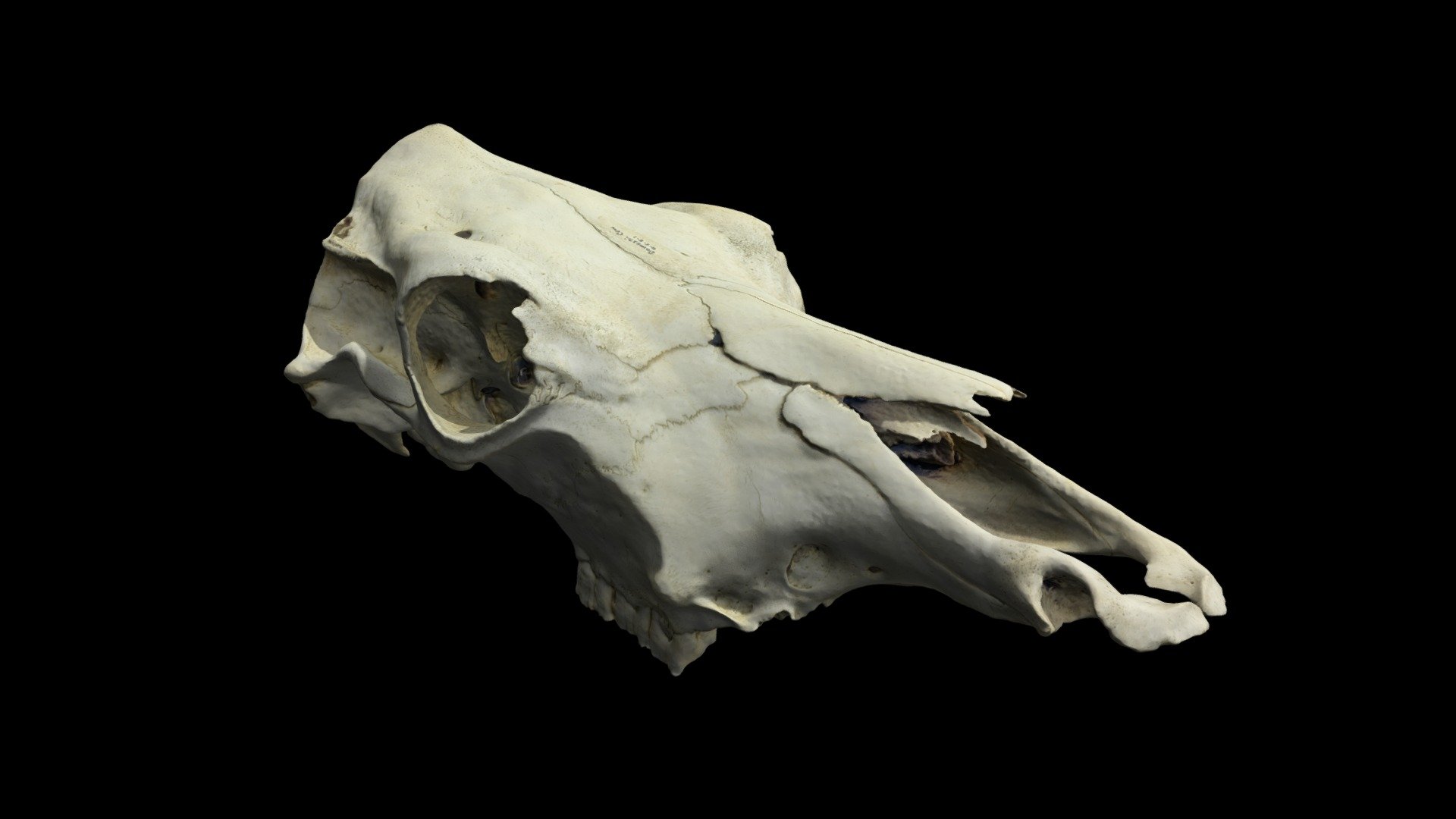 Cow Cranium - Download Free 3D model by Benjamin (@bencva) [f2ba012 ...