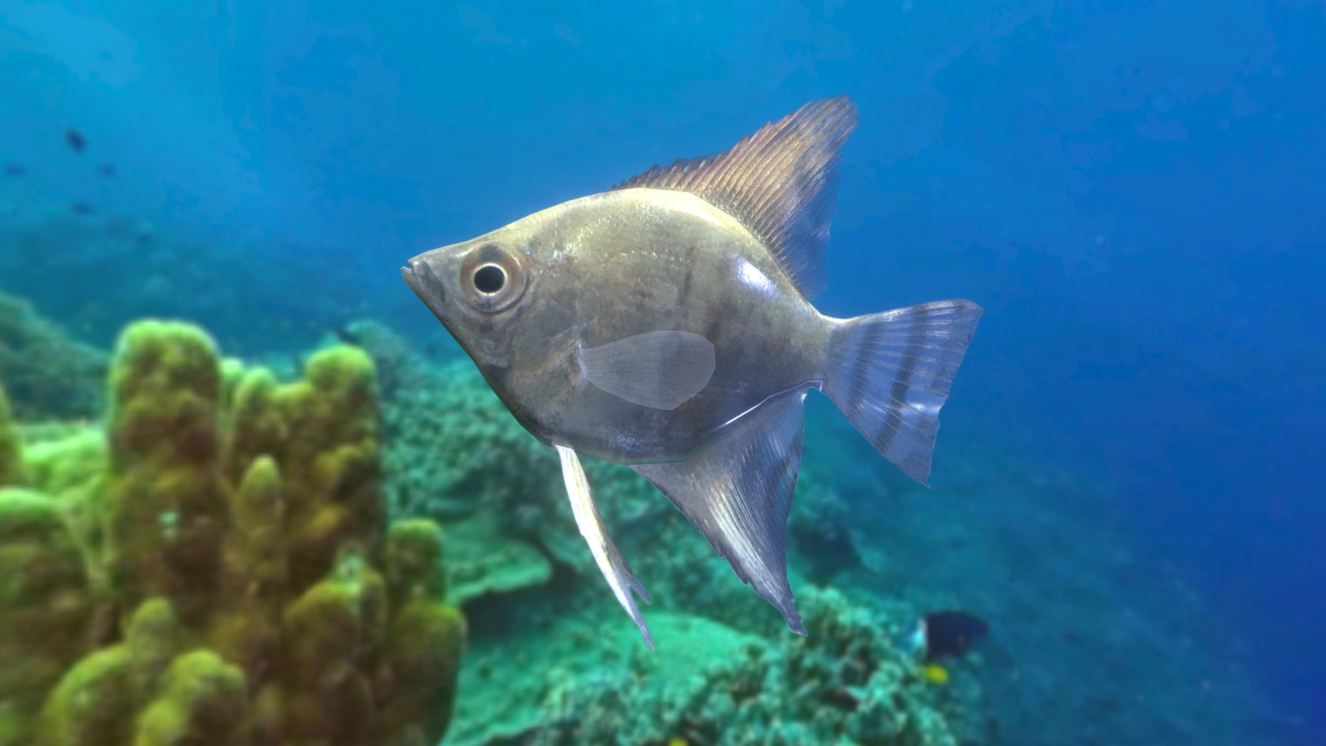Angelfish(Brown__type1) - 3D model by MEA AQUA (@osakanaWatch) [f2bc532 ...